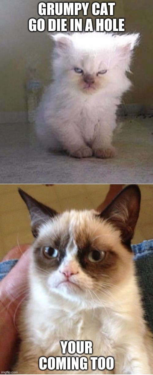Grumpy Cats - Imgflip
