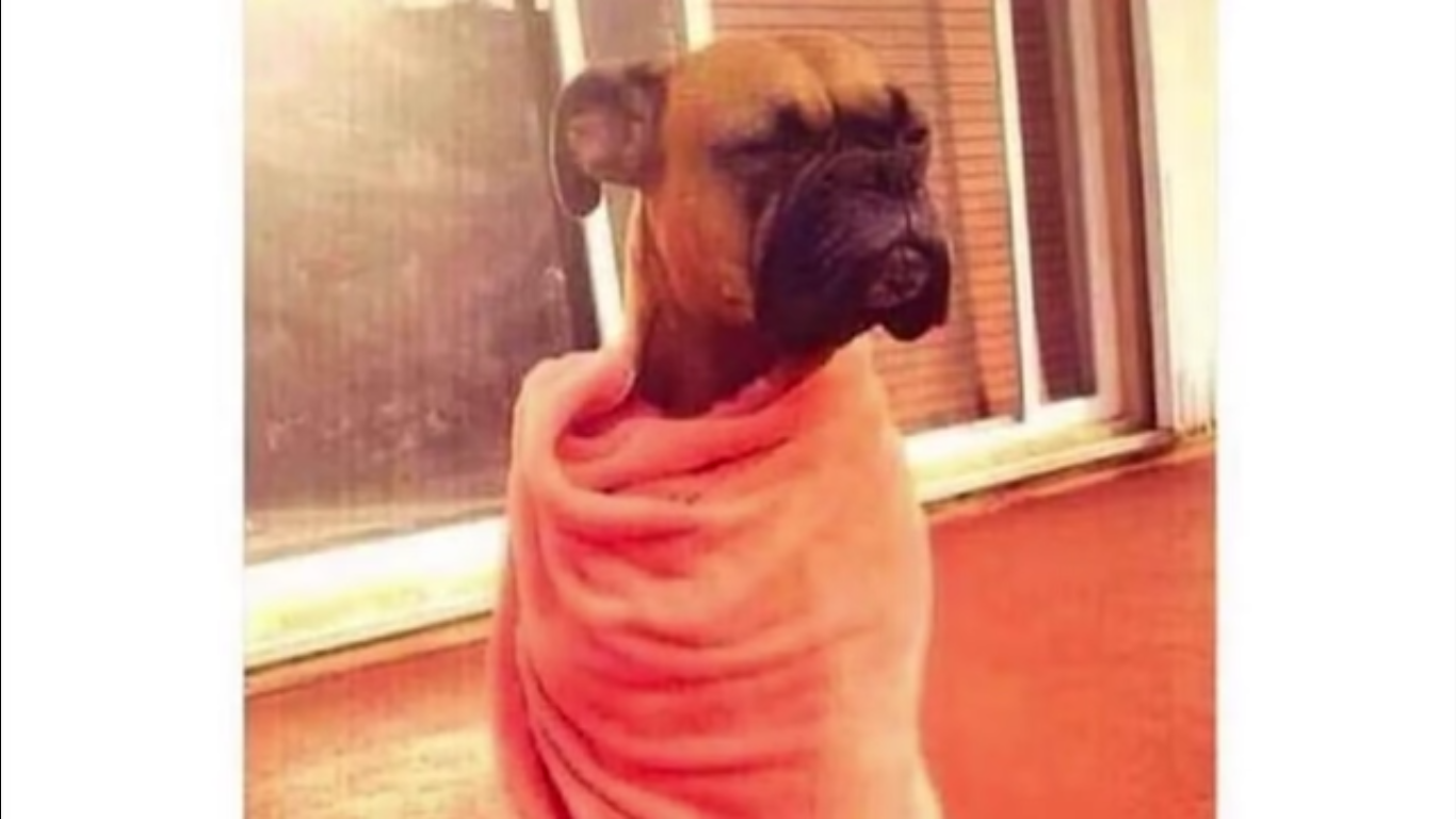 Boxer Meme Template