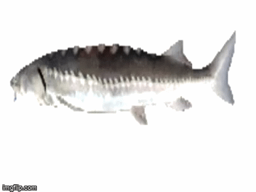 Animated GIF - Imgflip