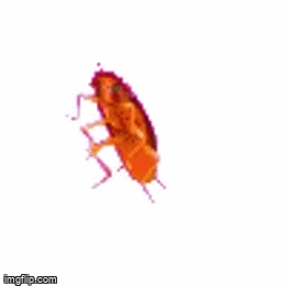 Cockroach gif - Imgflip