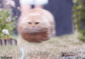 random gif for today lol - Imgflip