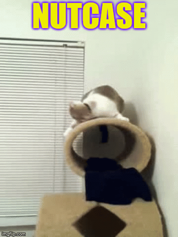 Nutcase - Imgflip