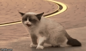 When I torture my cat - Imgflip