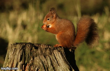Squirrel goes nuts - Imgflip