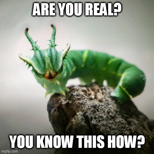 Dragon catapiller - Imgflip