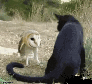Cat vs Owl - Imgflip