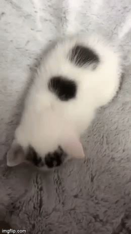 Soft kitty, sleepy kitty. Little ball of ️ - Imgflip