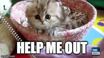 help the kitten - Imgflip