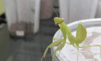 die mantis - Imgflip