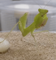 Mantis Gasp - Imgflip