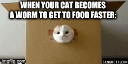 Cat Worm - Imgflip