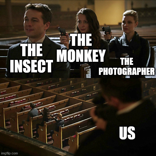 Pygmy monkey is fascinated by insects. : r/interestingasfuck