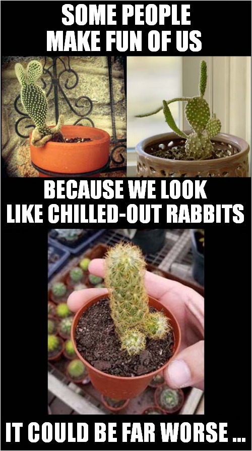 Self Conscious Cacti - Imgflip