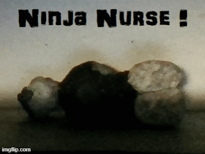 Ninja Nurse! - Imgflip