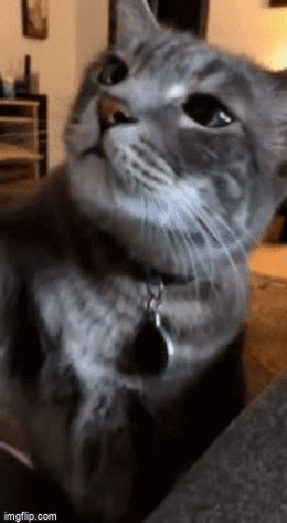 Thieving turd - Imgflip