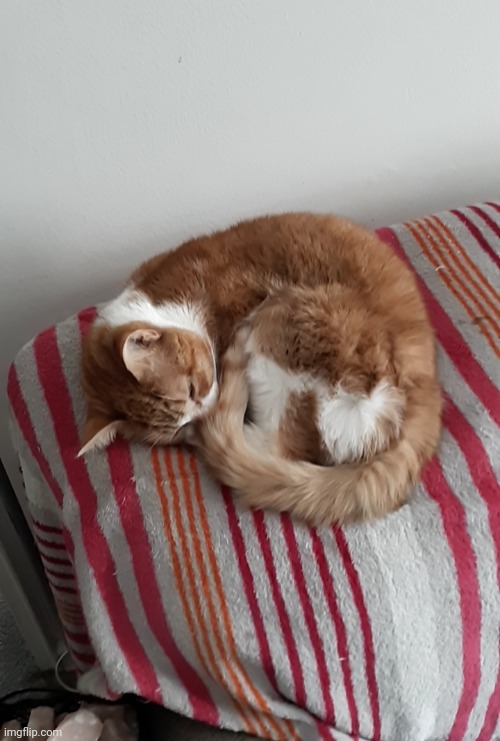 This cat is Leo. I miss him. Plus wholesome memes - Imgflip