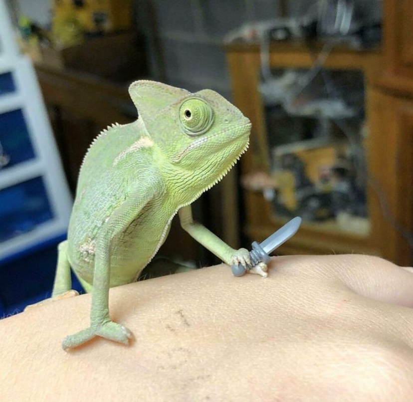 defensive chameleon with dagger Blank Template - Imgflip