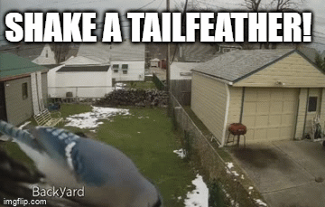 Shake a Tailfeather - Imgflip