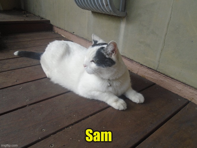 Sam - Imgflip