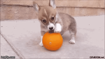 Image tagged in gifs,funny,cute dog,dogs - Imgflip