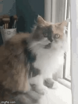 Cheese cat - Imgflip