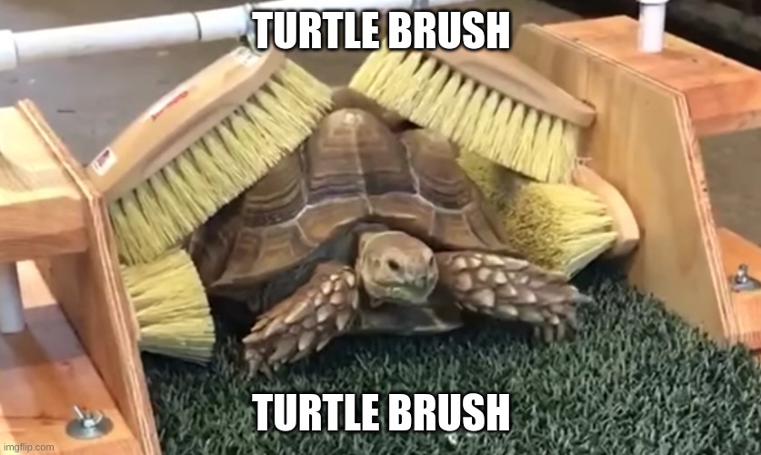 Turtle Brush - Imgflip