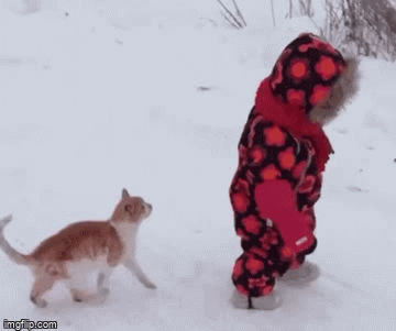 Cat slams baby - Imgflip