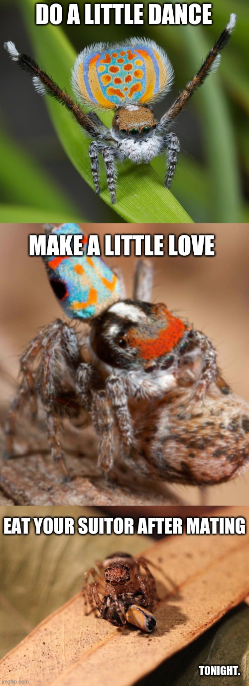 Peacock Spider Memes These Gorgeous Spiders Have Such Great Dancing