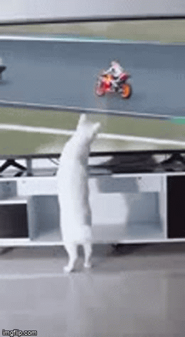magic cat strikes again - Imgflip
