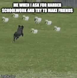 Dog chasing cats - Imgflip