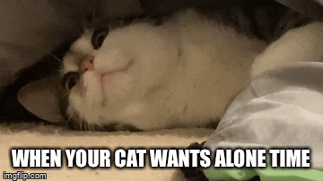 Paws out claws out - Imgflip