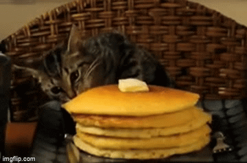 Pancake cat - Imgflip
