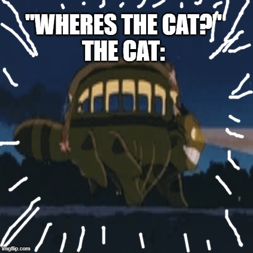 wheres the cat? - Imgflip