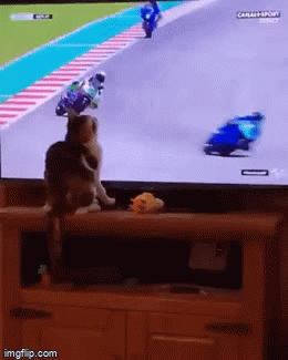 The all powerful cat - Imgflip