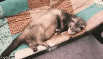 I think the ferret's depressed - Imgflip