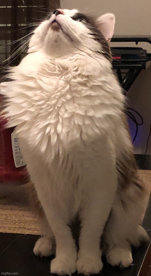 His chest go POOF - Imgflip