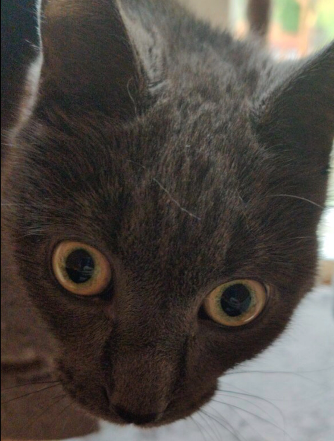 PTSD Cat Blank Template Imgflip