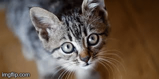lets see if you can find something out of the theme ¨cute¨ also you ...