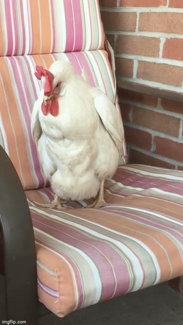 Chicken laying an egg - Imgflip