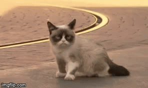 grumpy cat blinking at you - Imgflip