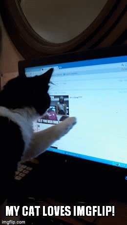 MY CAT ON IMGFLIP - Imgflip