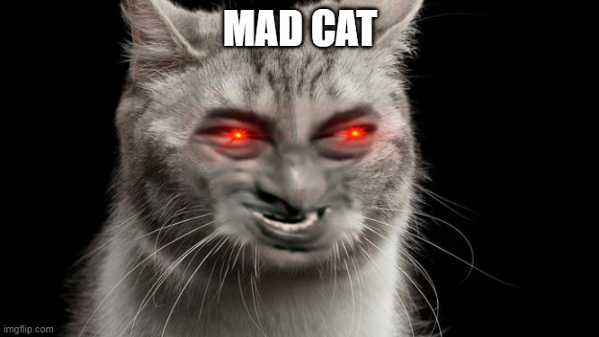 mad cat - Imgflip