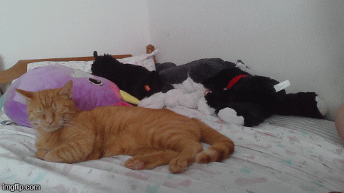 Upvote for my cat please - Imgflip