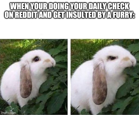 angry rabbit - Imgflip