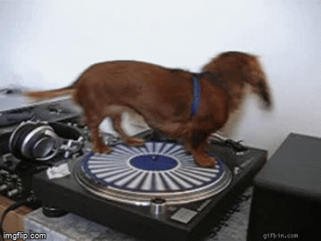 dog DJ - Imgflip