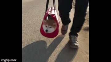 Doge carry - Imgflip