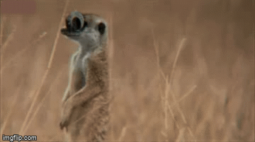 Did you just squeak one out? - Imgflip