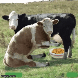 We heard it's the best thing ever for corn flakes - Imgflip