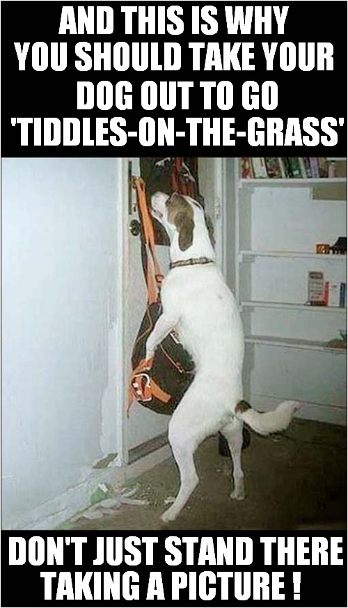 Desperate Dog Desperate Action - Imgflip