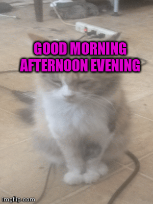 Our cats good morning afternoon evening - Imgflip